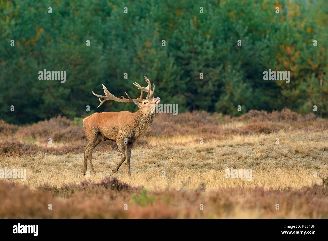 Red Deer (Cervus elaphus) stag raising its head in rutting season, The ...