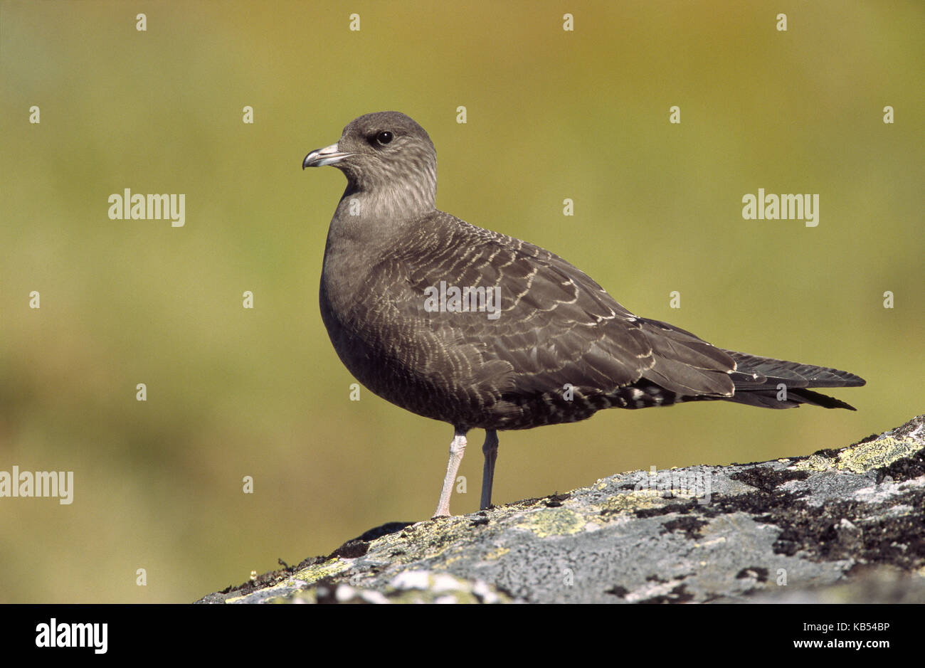 Long-tailed Jaeger (Stercorarius longicaudus) juvenile on a rock ...