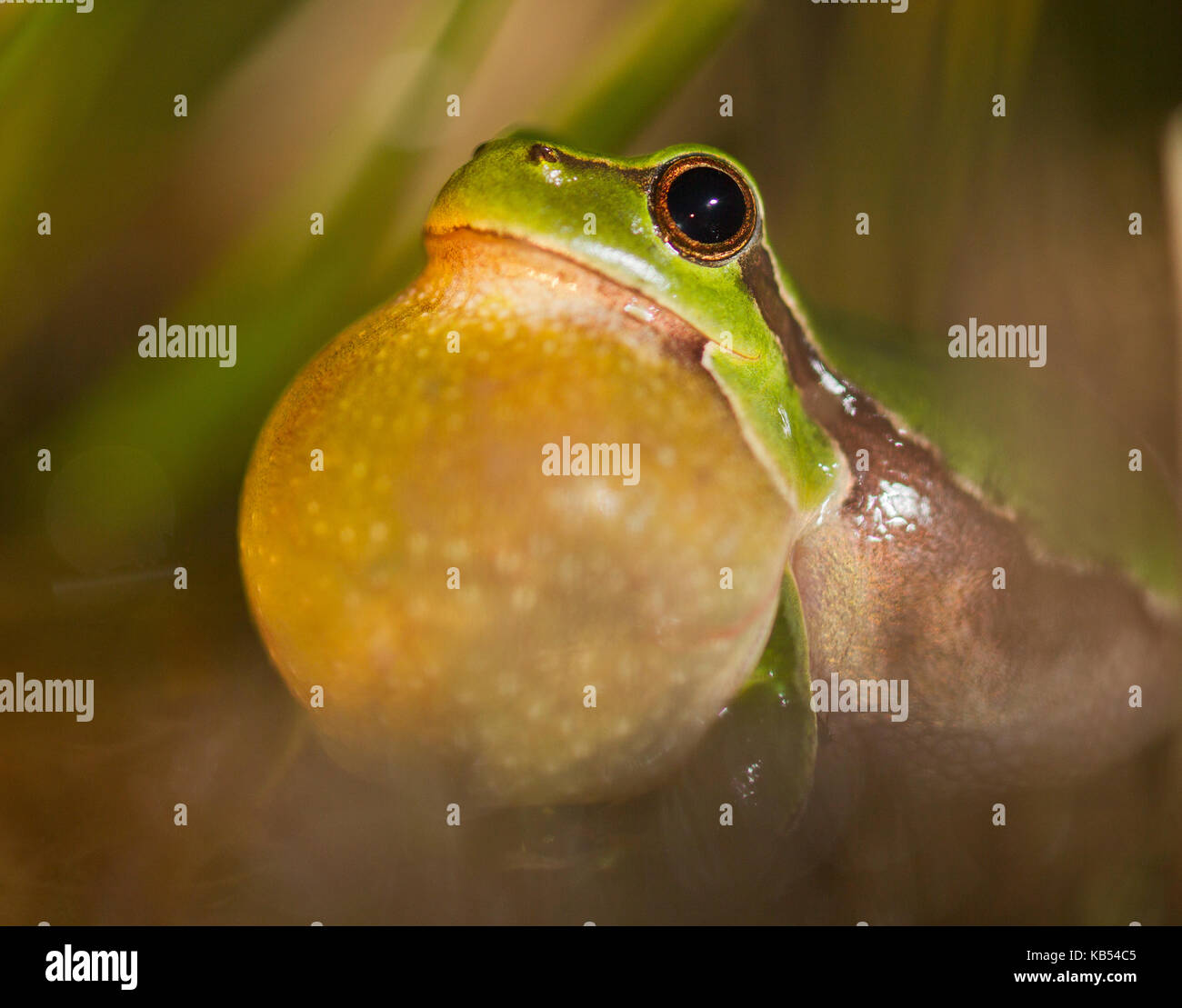 Frog croaking hi-res stock photography and images - Alamy