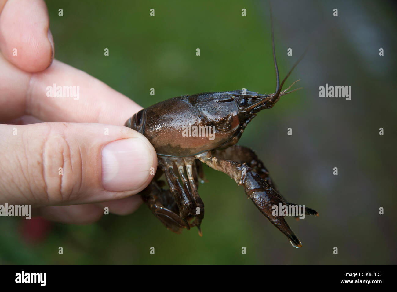 Eastern Crayfish (Orconectes limosus) held in human hand, The ...