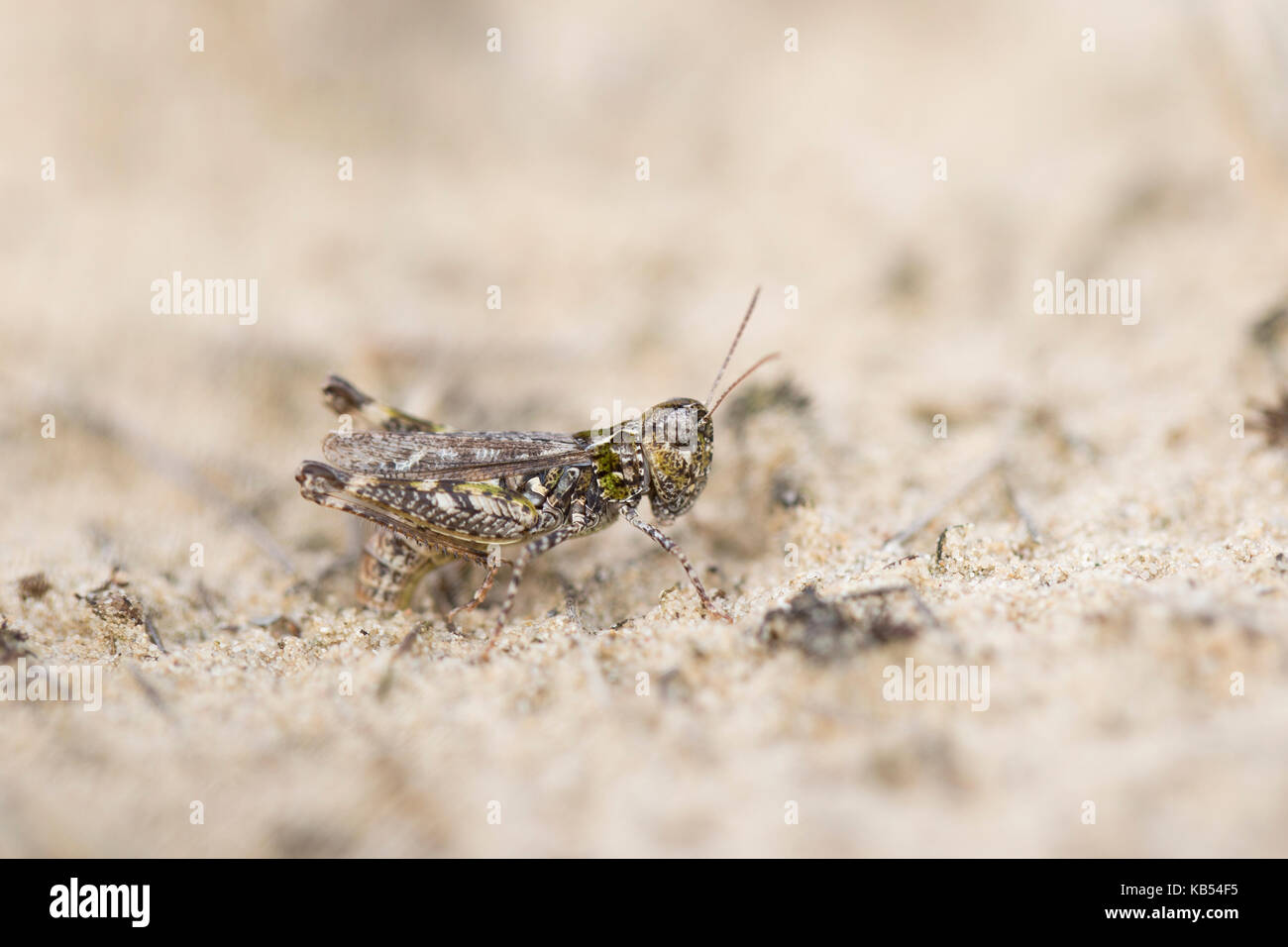 Female Mottled Grasshopper (Myrmeleotettix maculatus) laying eggs in ...