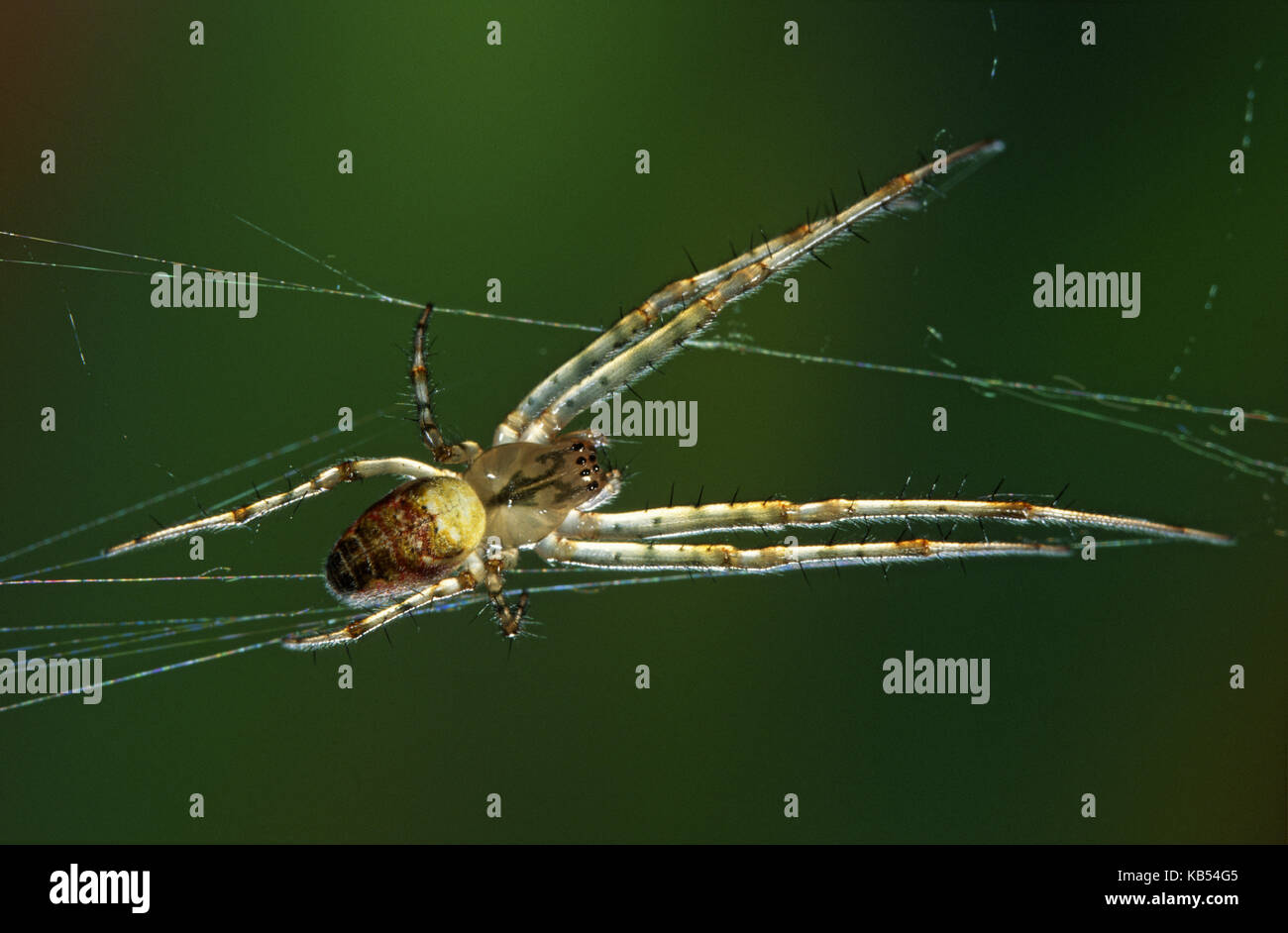Common Stretch-spider (Tetragnatha extensa) in its web, Belgium Stock ...