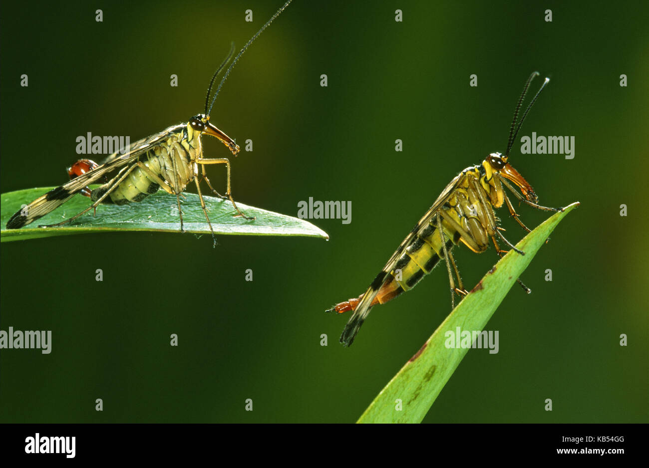 Female common scorpionfly hi-res stock photography and images - Alamy