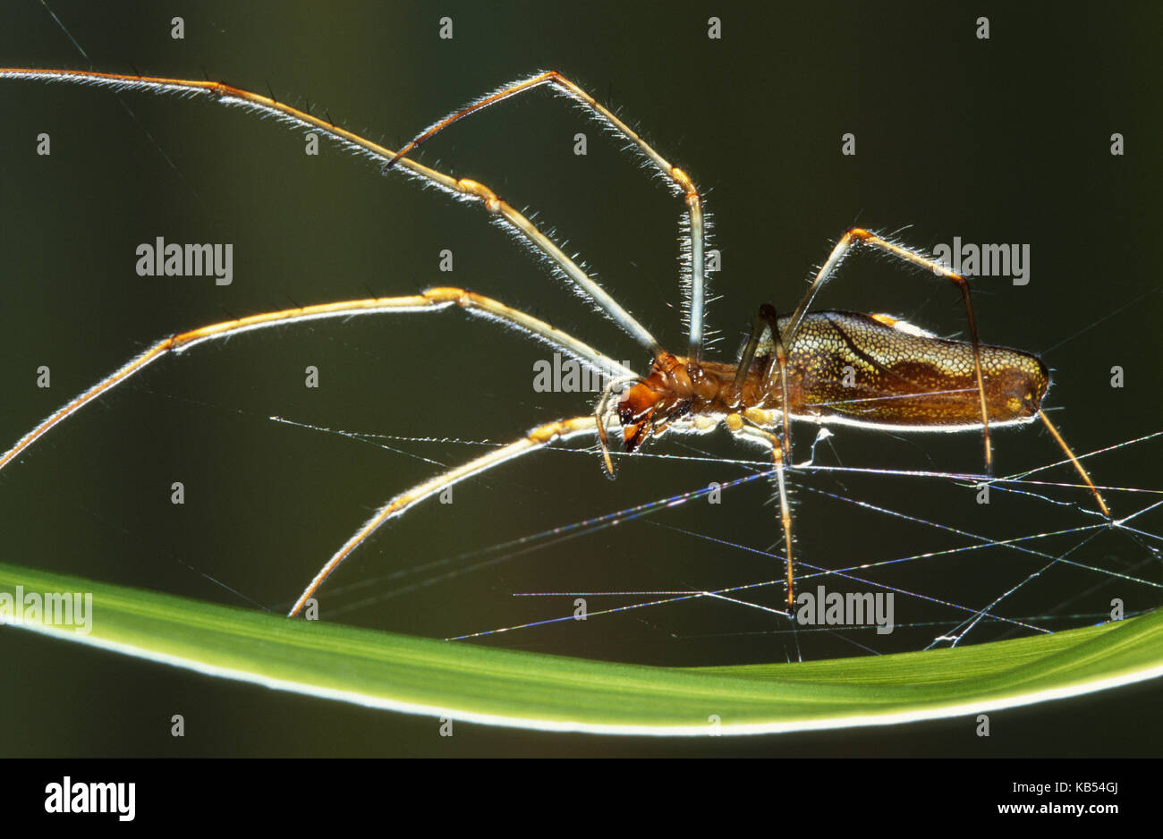 Stretch spider hi-res stock photography and images - Alamy