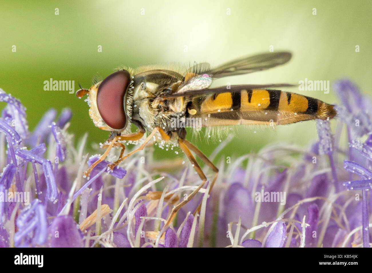 Hoverfly (Eupeodes latifasciatus) feeding on a flower, France, Provence ...