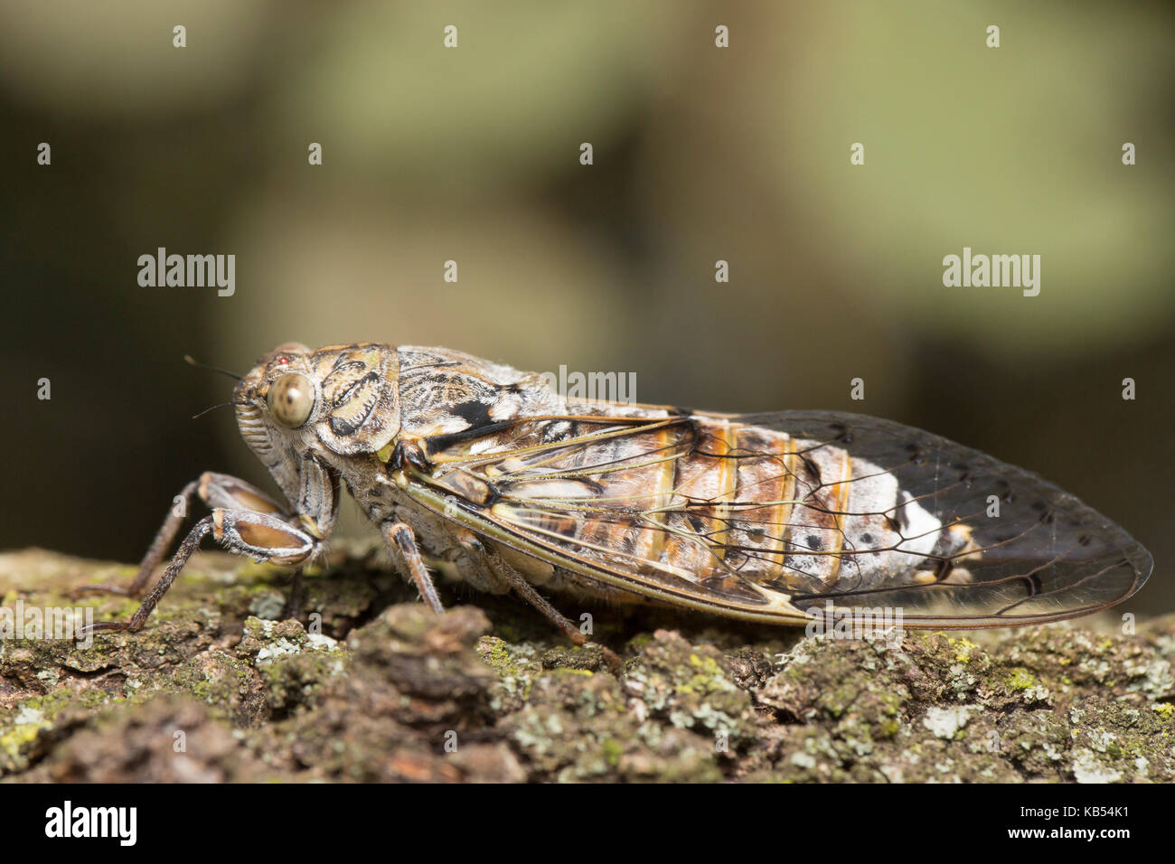 Close-up of a European Common Cicada (Lyristes plebejus) on a branch ...
