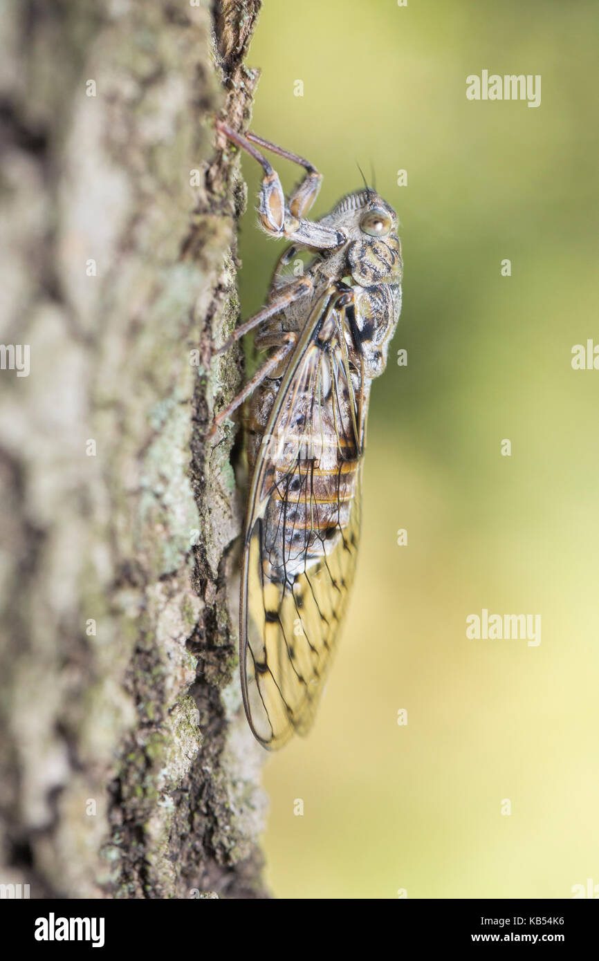 European Common Cicada (Lyristes plebejus) climbing a tree, France ...