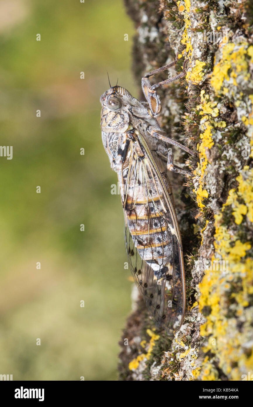 European Common Cicada (Lyristes plebejus) climbing a tree, France ...