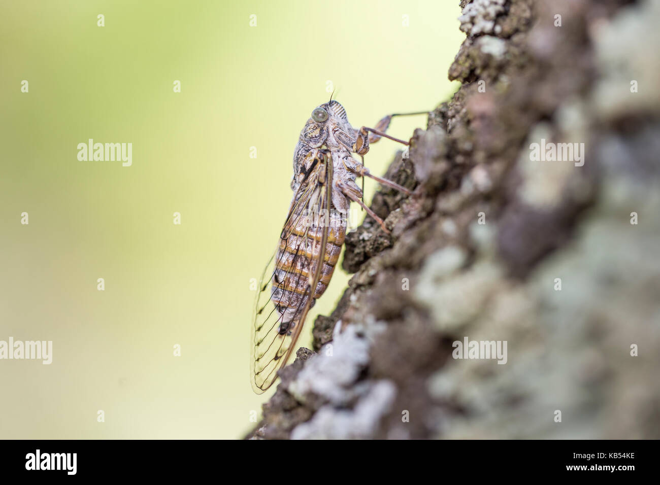 European Common Cicada (Lyristes plebejus) climbing a tree, France ...