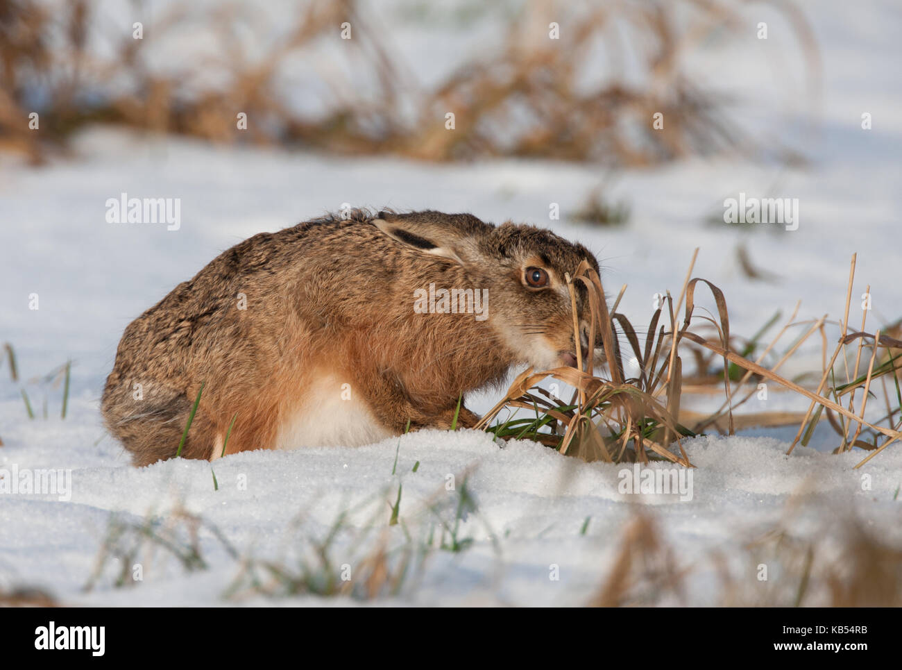 European Hare (Lepus europaeus) foraging in snow, The Netherlands ...