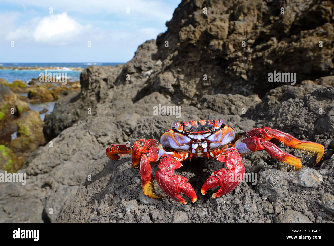 Atlantic Rock Crab