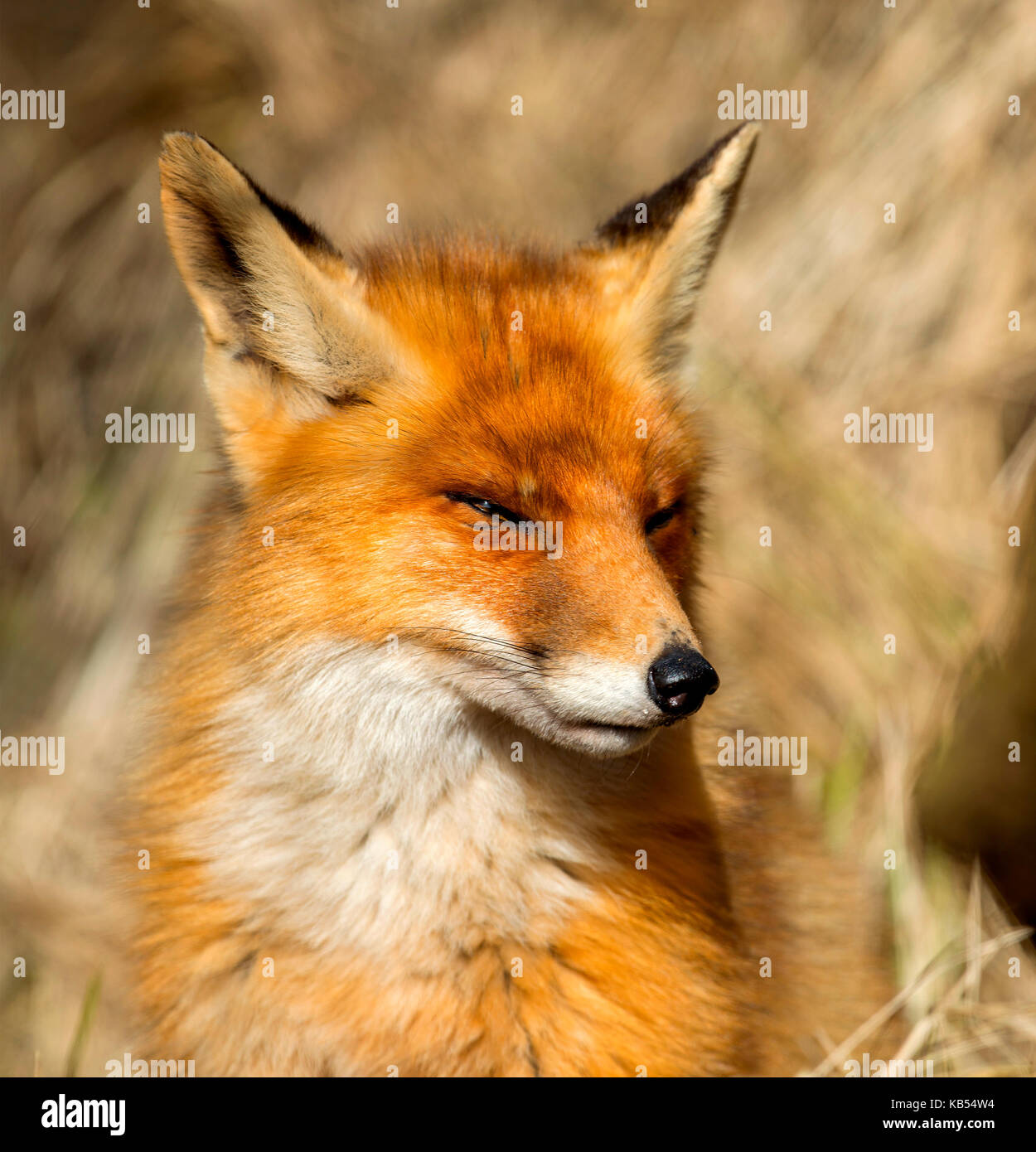 Portrait of a Red fox (Vulpes vulpes) looking to the right, The ...