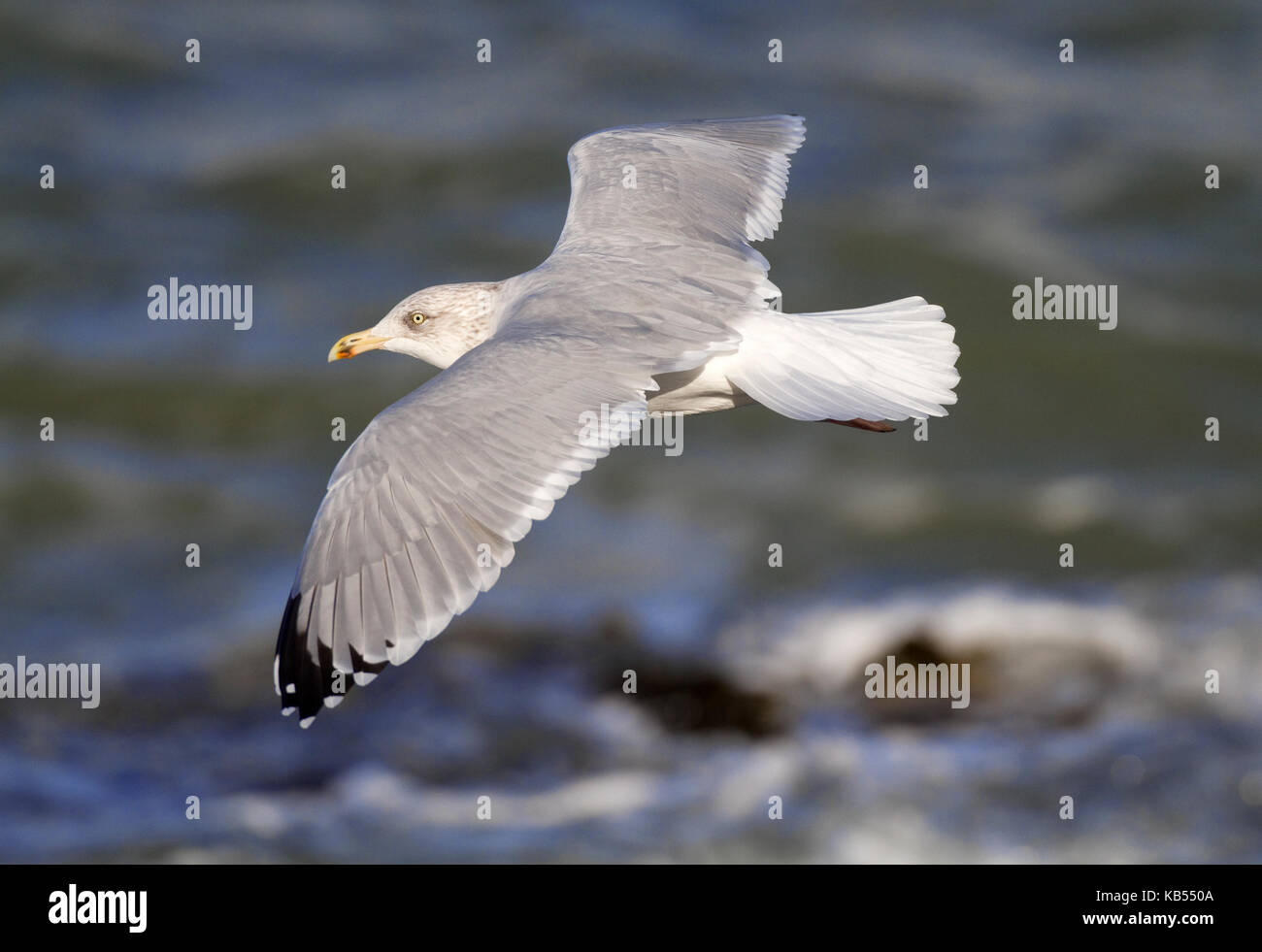 European Herring Gull (Larus argentatus) flying along the coastline ...