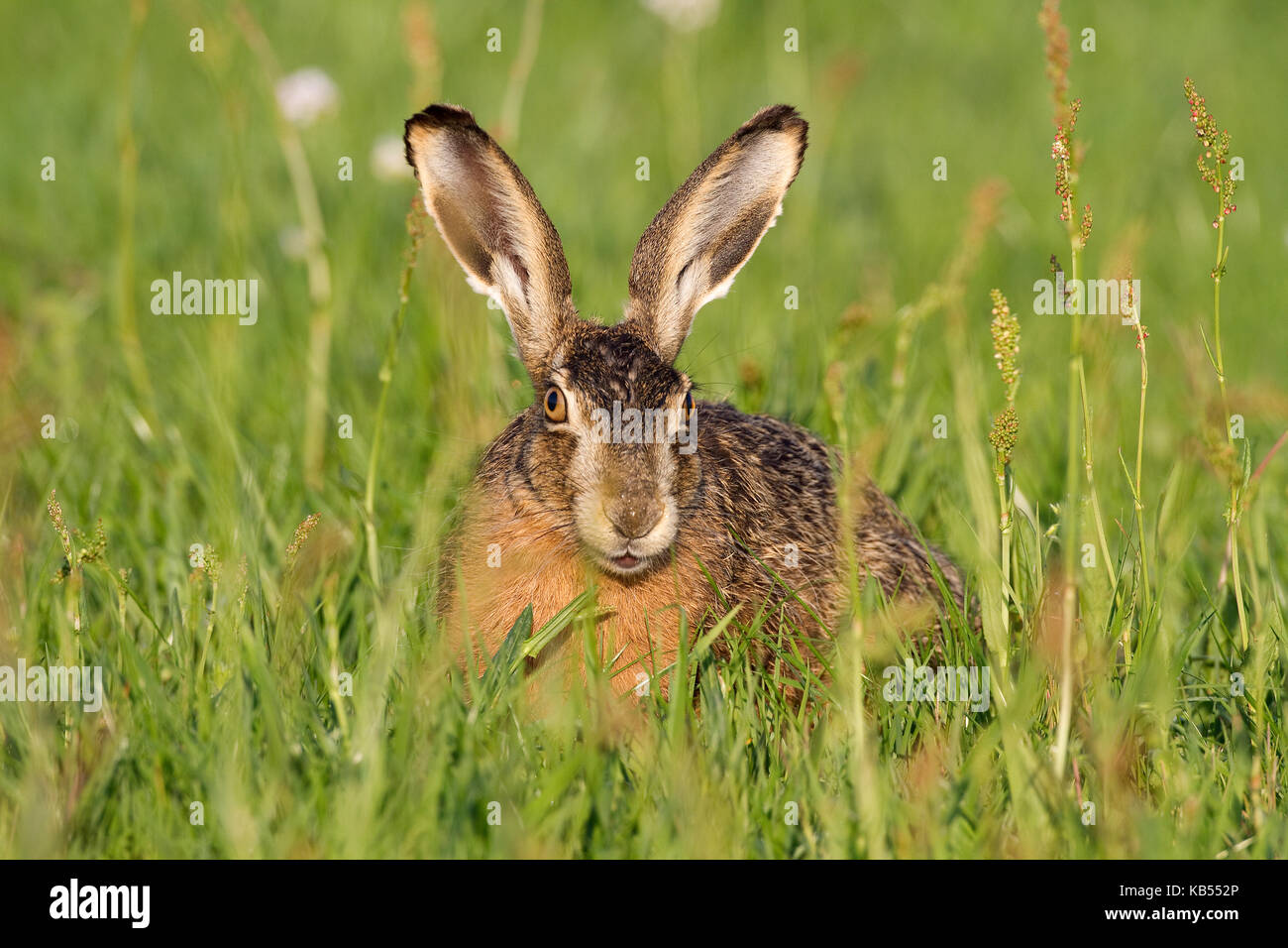 Hare Front View High Resolution Stock Photography and Images - Alamy
