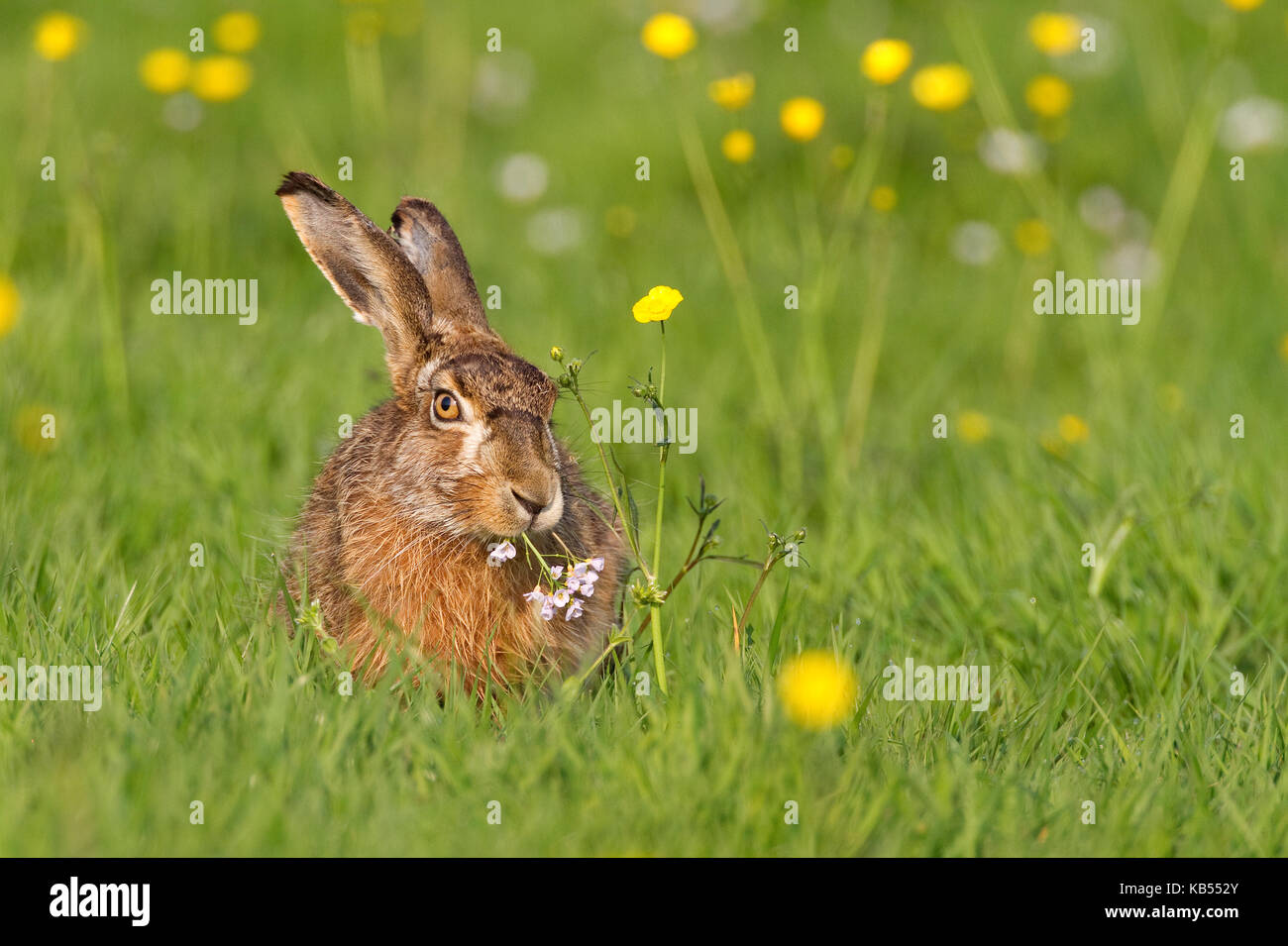 Hare Front View High Resolution Stock Photography and Images - Alamy