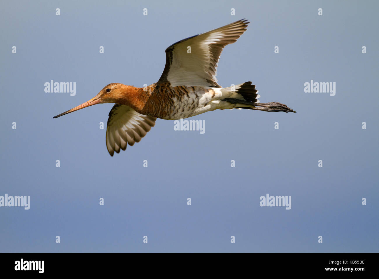 Black-tailed Godwit (Limosa limosa) flying, Floi Nature Reserve ...