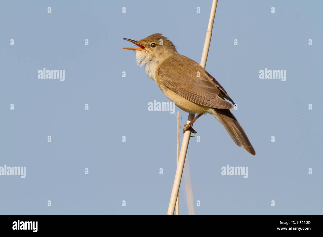 Eurasian Reed-Warbler (Acrocephalus scirpaceus) singing on reed stem ...