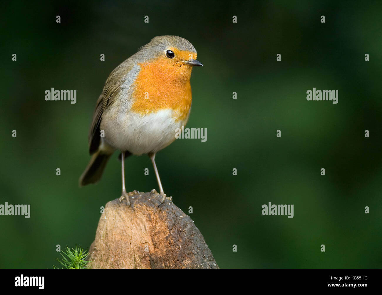 European Robin (Erithacus rubecula) perched on tree stump, Garderen ...