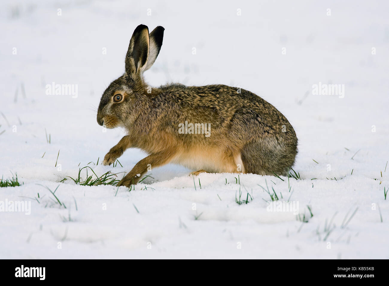 European Hare (Lepus europaeus) foraging in snowy meadow, Arkemheen ...