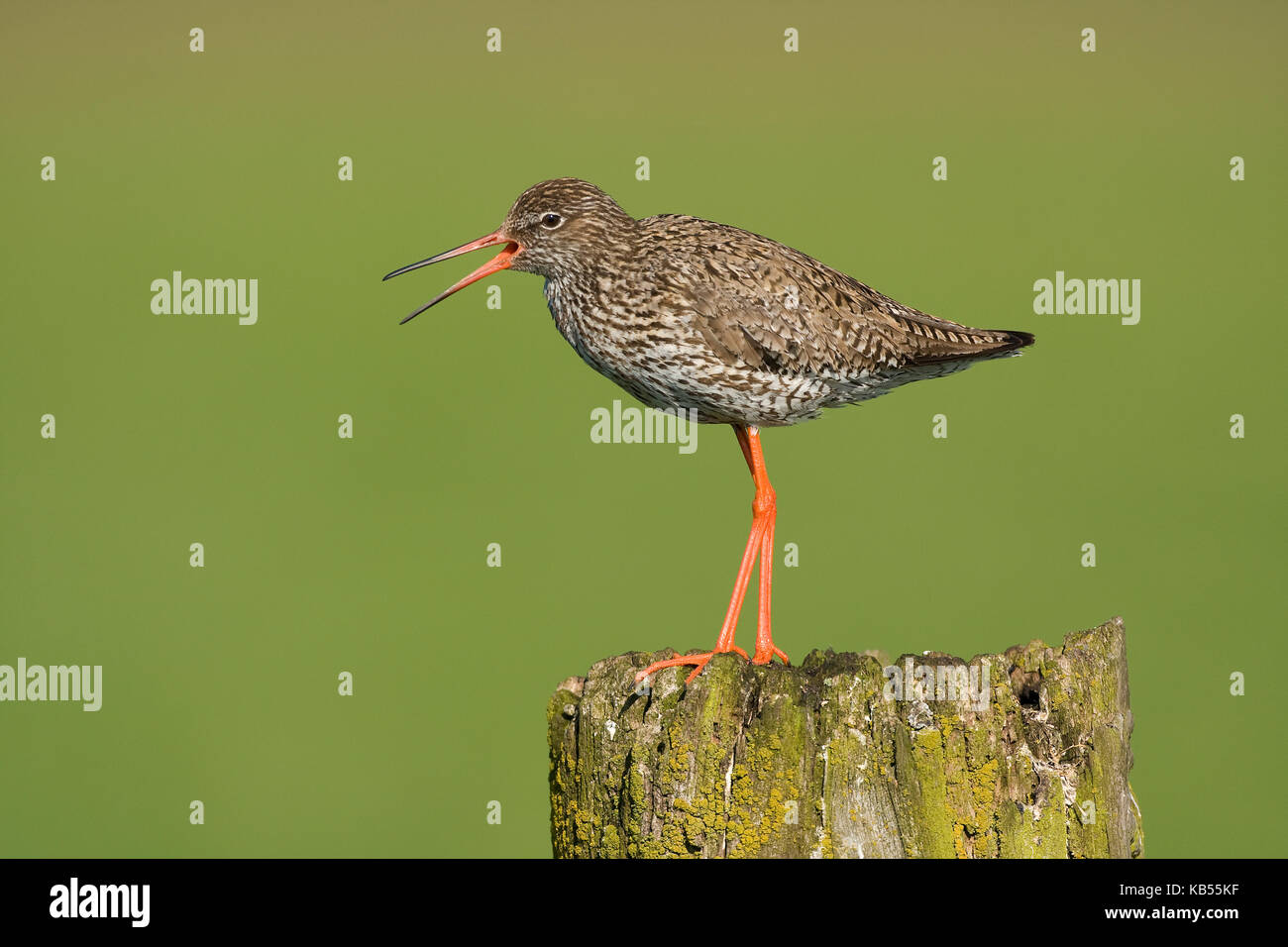 Common Redshank (Tringa totanus) on the lookout, Arkemheen, Gelderland ...