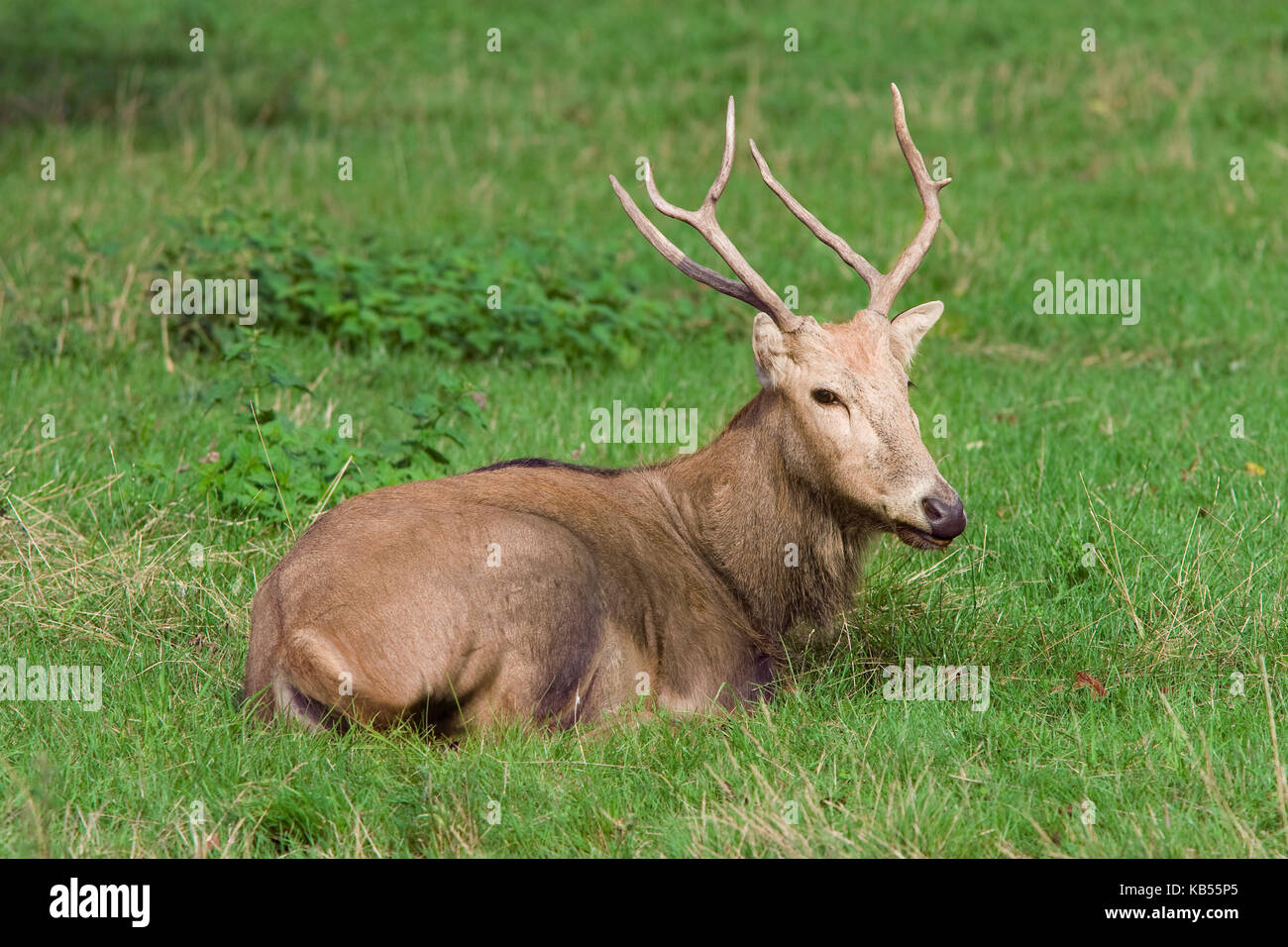 Pere David's Deer (Elaphurus davidianus) resting in the grass, Nature ...