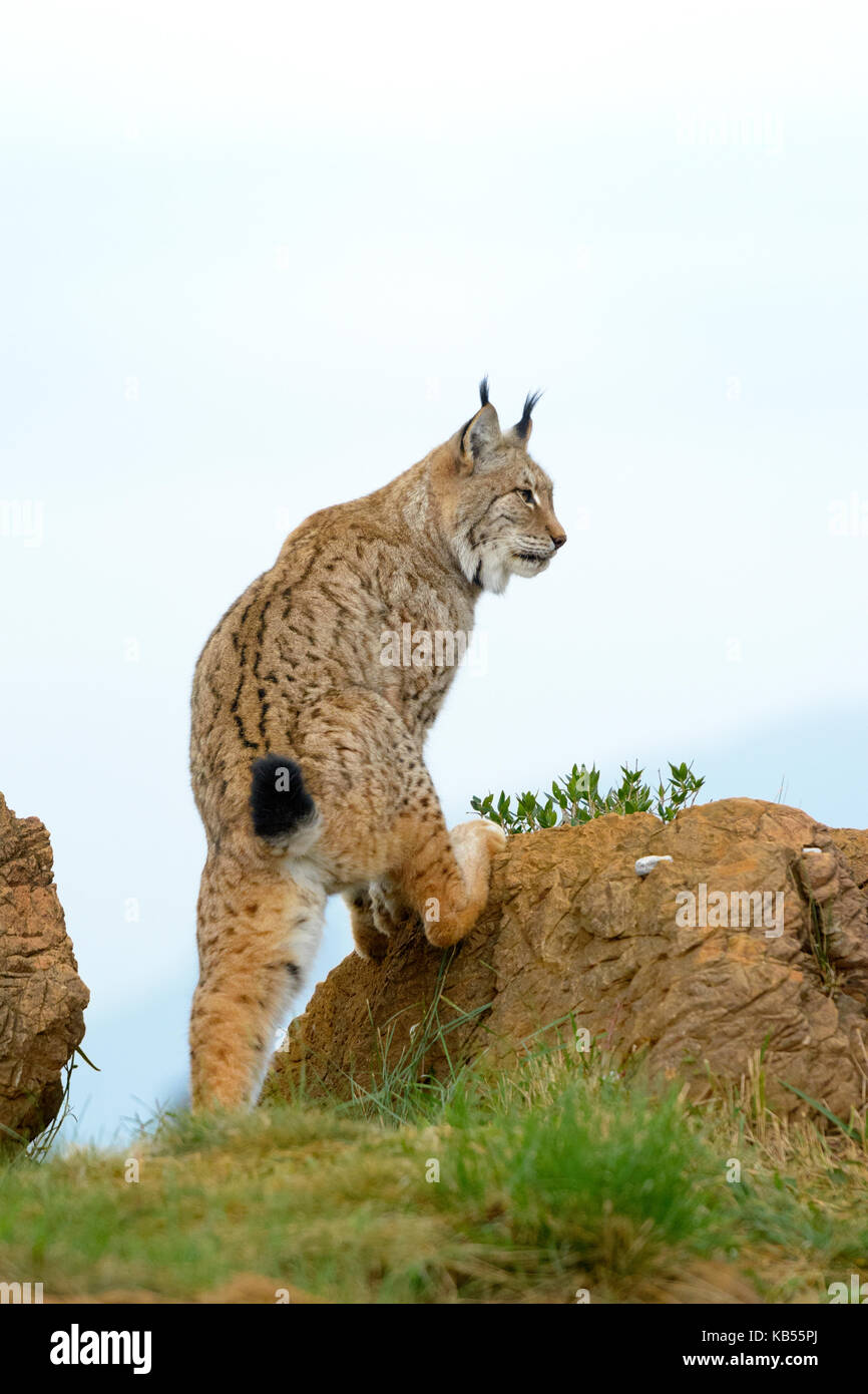 Eurasian Lynx (Lynx lynx), climbing on a rock, looking around, Spain ...