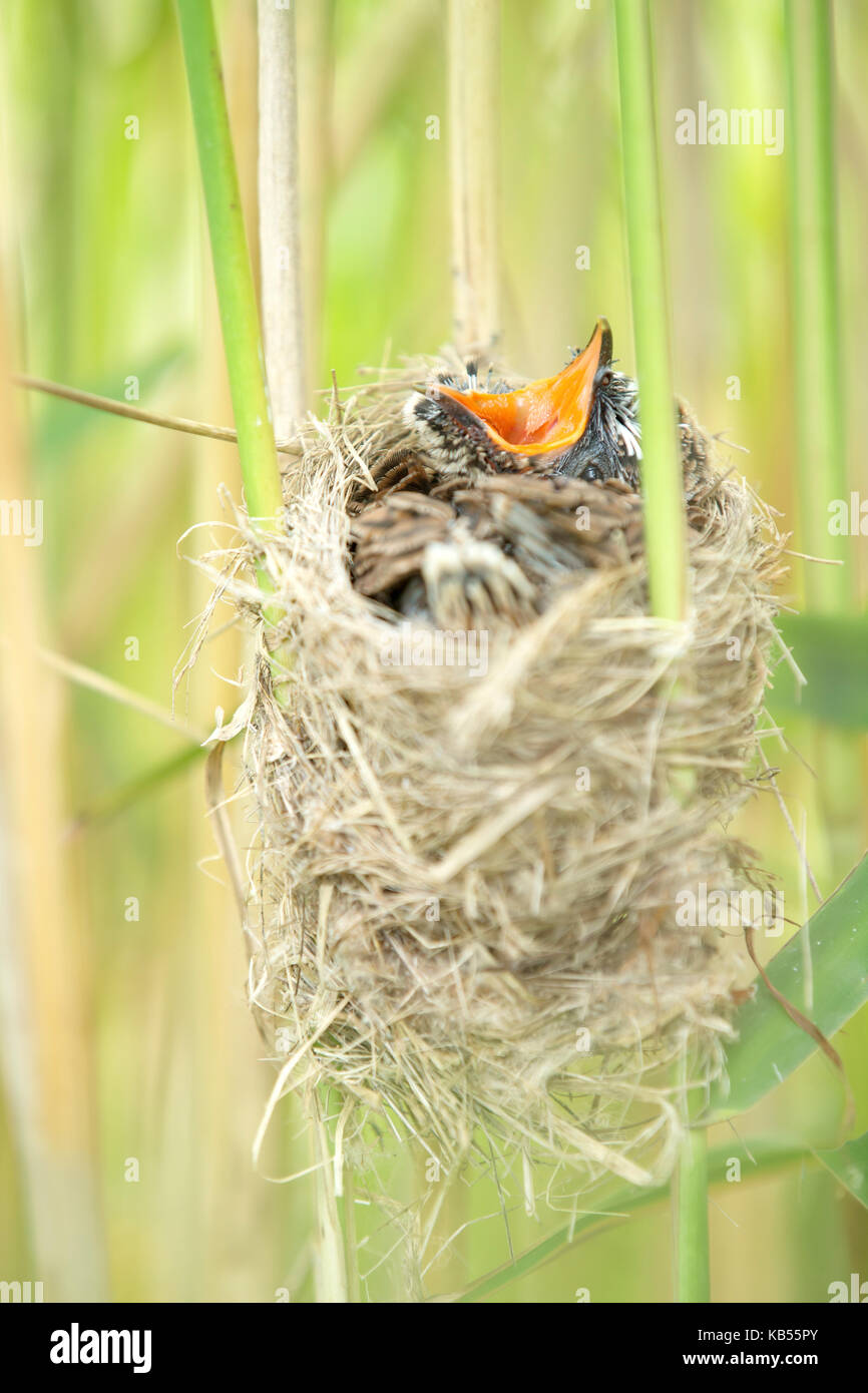 Common cuckoo juvenile hi-res stock photography and images - Alamy