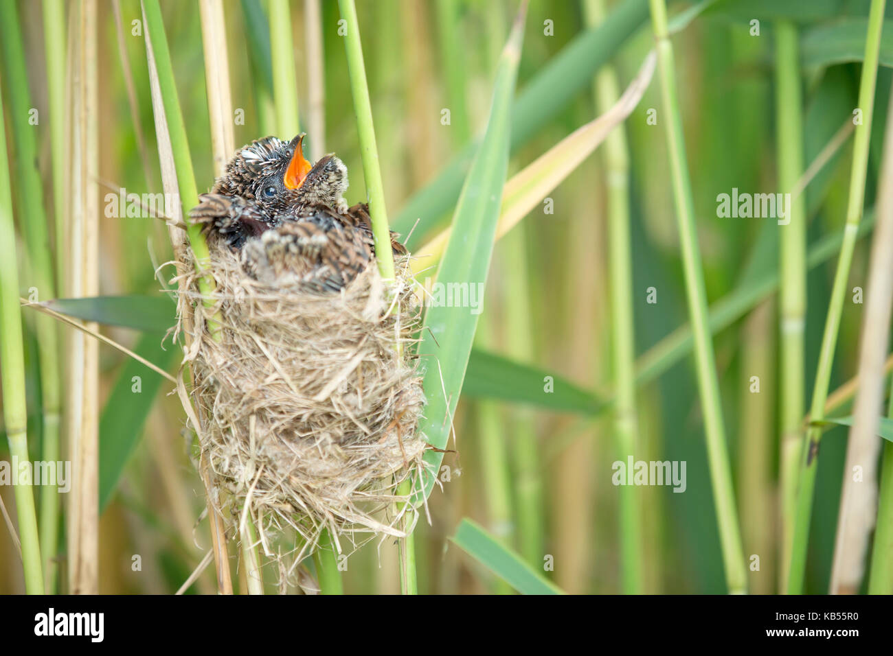 Common Cuckoo (Cuculus canorus) chick at nest,screaming for food, The ...