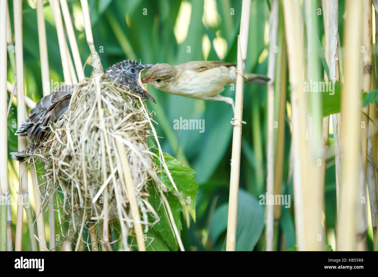 Common Cuckoo (Cuculus canorus) chick, fed by Eurasian Reed-warbler ...