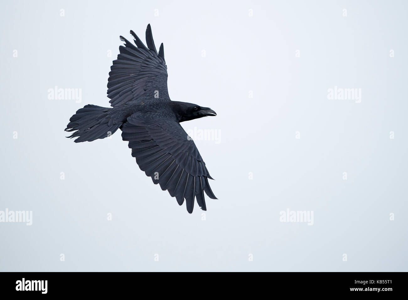 Common raven in full flight hi-res stock photography and images - Alamy