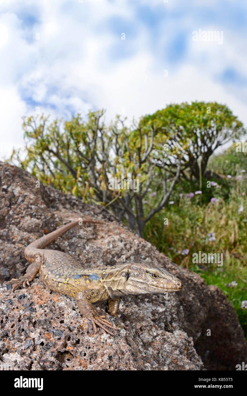 Northern Tenerife Lizard (Gallotia galloti eisentrauti) Female laying ...