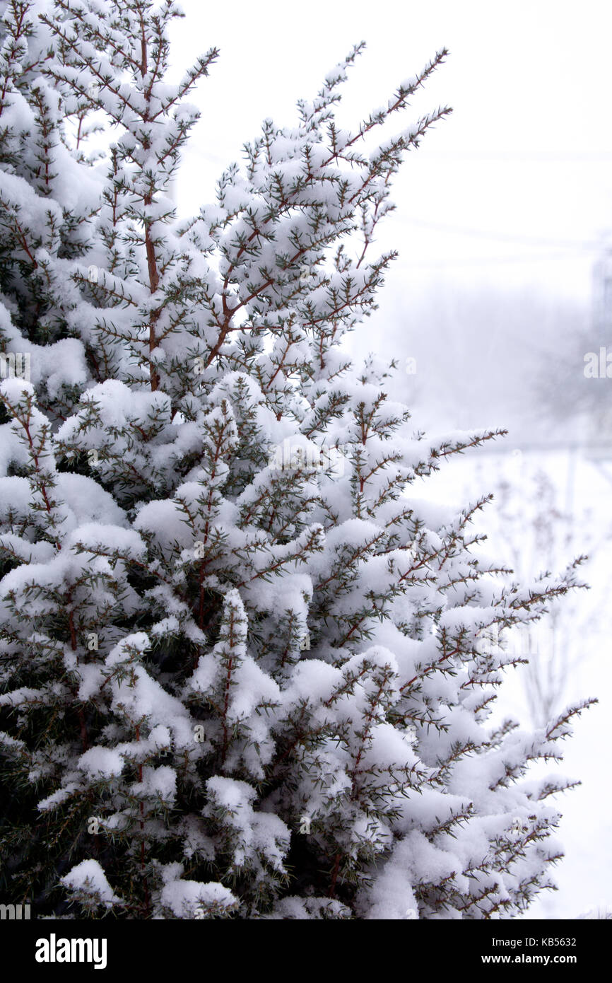 Pine tree with snow and foggy background Stock Photo - Alamy
