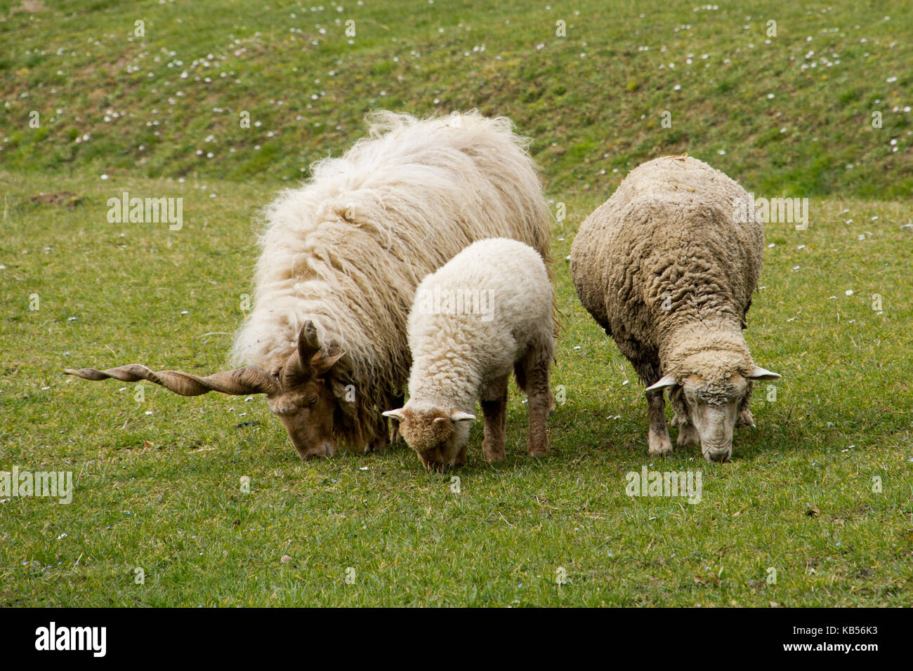 Child Sheep High Resolution Stock Photography and Images - Alamy