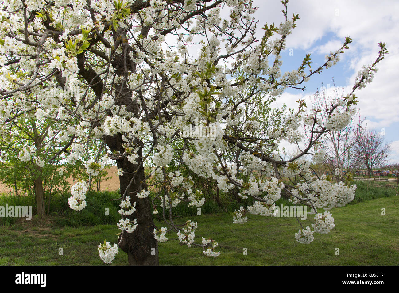 Tree full of cherry blossom Stock Photo - Alamy