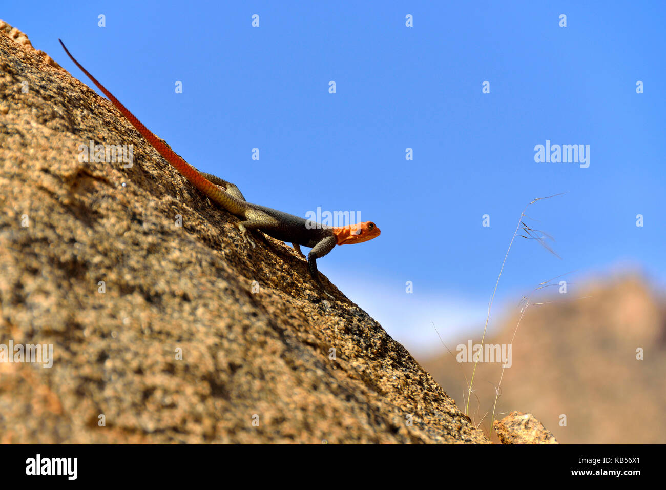 Namibia, Erongo, Damaraland, Brandberg, Namibian Rock Agama (Agama ...