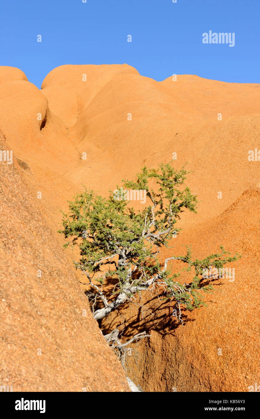 Namibia, Erongo, Damaraland, Namib desert, Spitzkoppe or Spitzkop (1784 ...