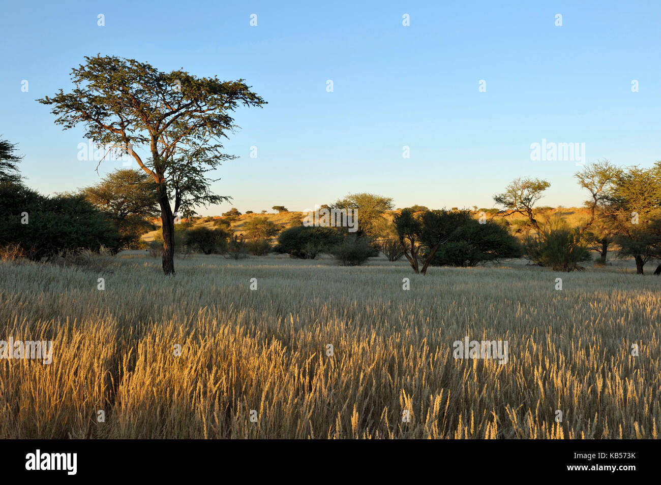 Kalahari desert hi-res stock photography and images - Alamy