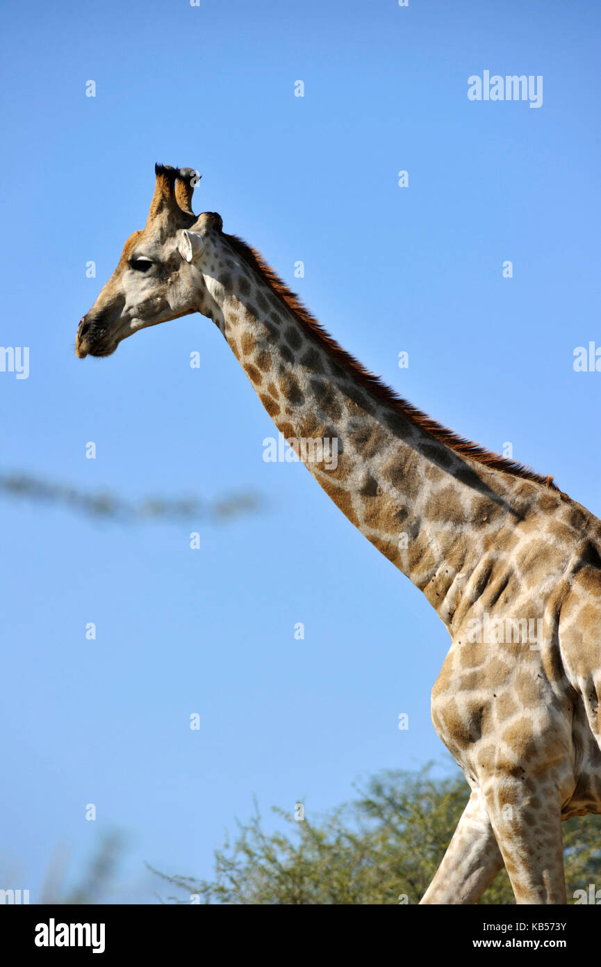 Namibia, Kalahari desert, Intu Africa Kalahari game reserve, giraffe ...