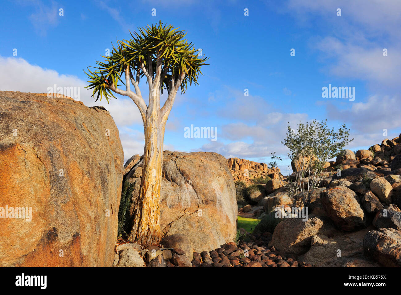 Namibia, Karas, near Fish River Canyon, Cuiver Tree (Aloe dichotoma ...