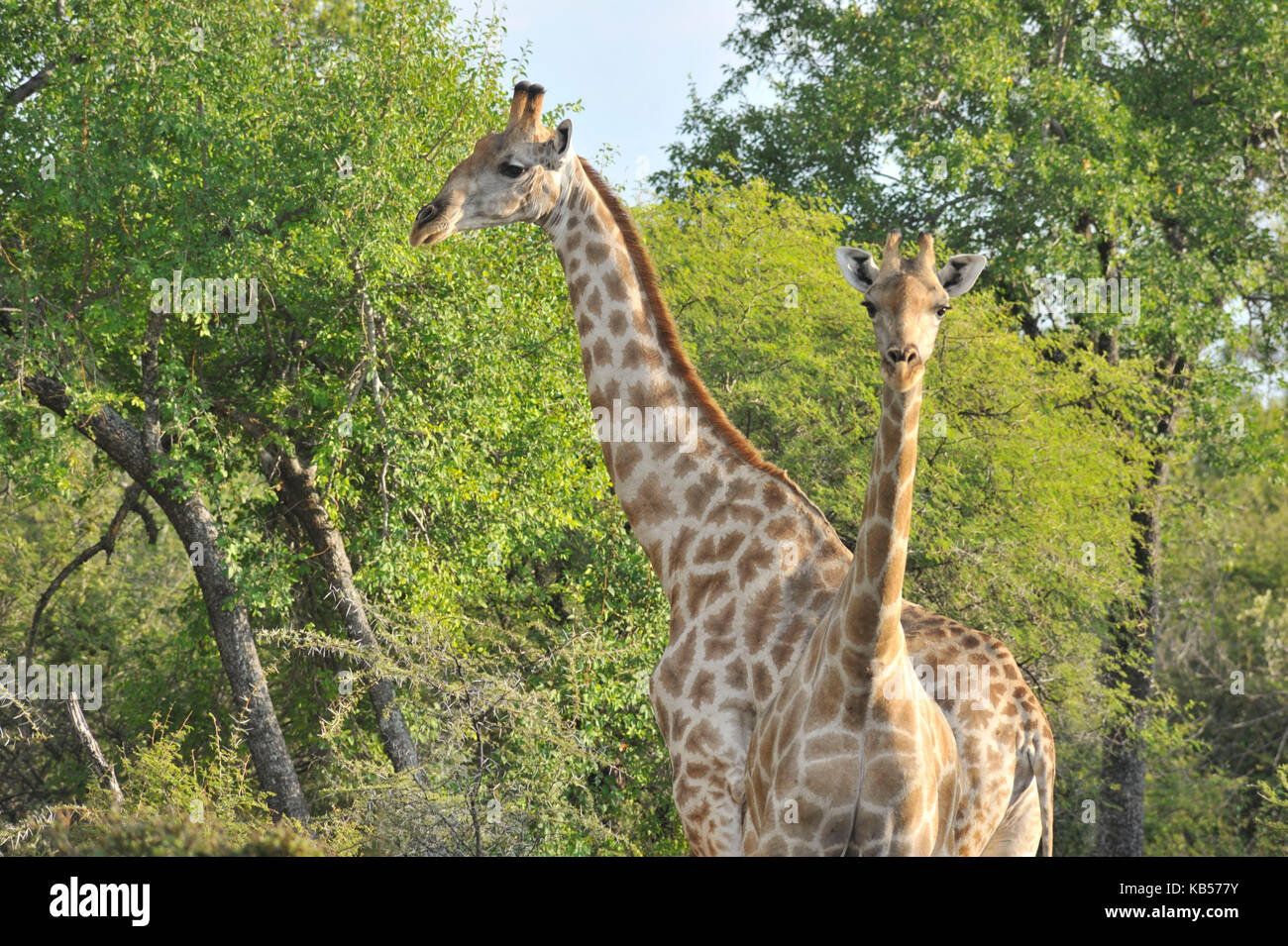 Namibia, Kunene, Etosha National Park, giraffe (Camelopardus Stock ...