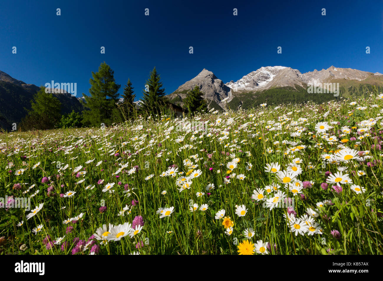 Alpine summer in latsch close bergun in the of grisons hi-res stock ...