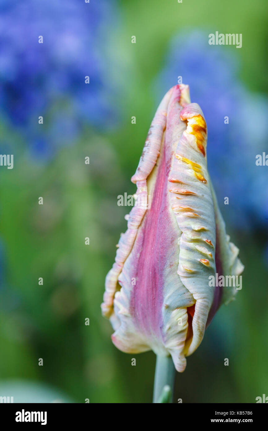 Tulips, herald of spring Stock Photo - Alamy