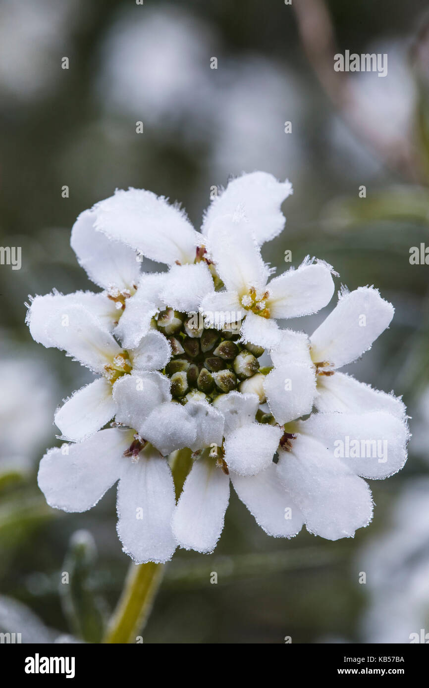 Annual candytuft hi-res stock photography and images - Alamy