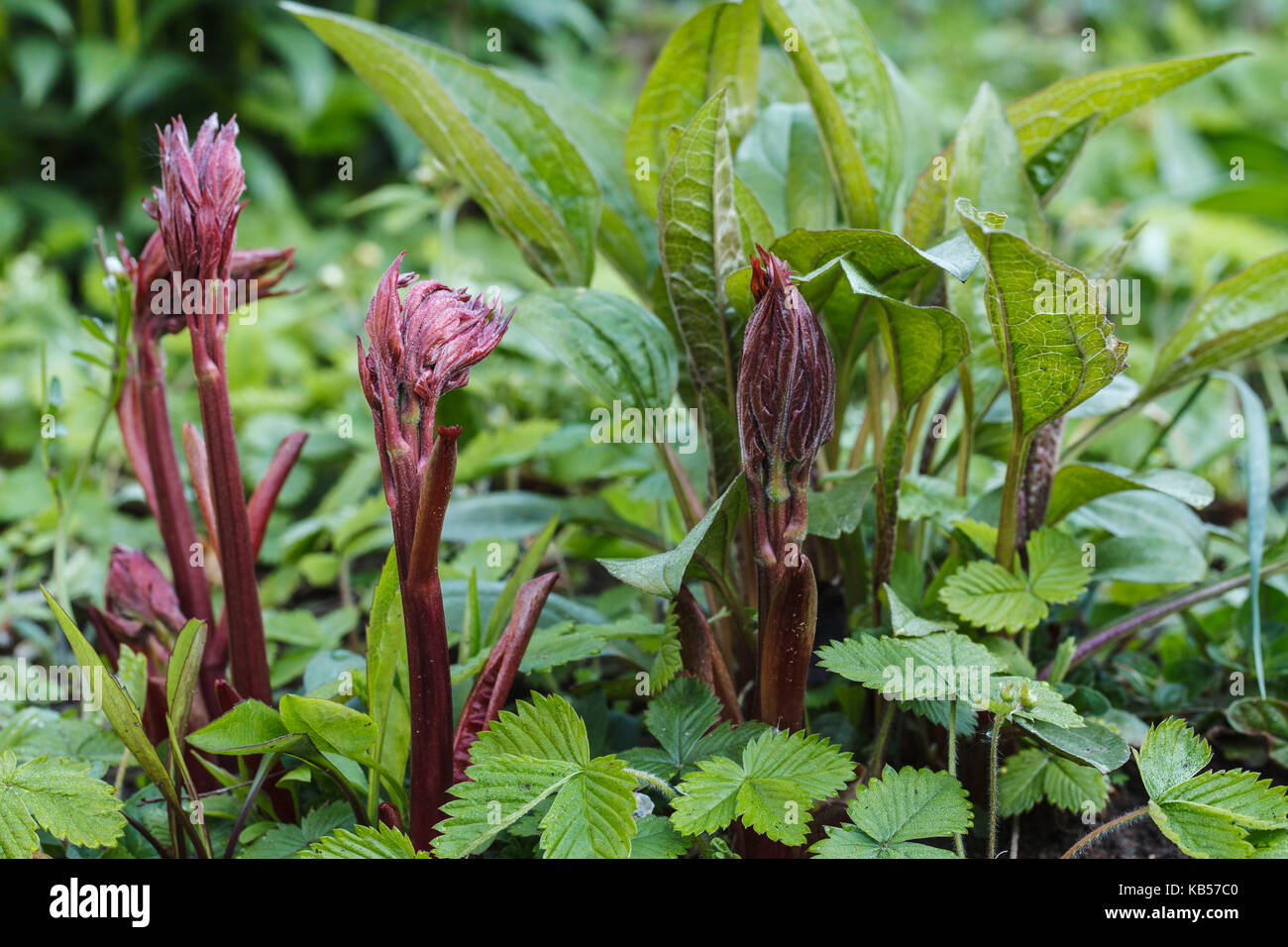 Deep red hi-res stock photography and images - Alamy