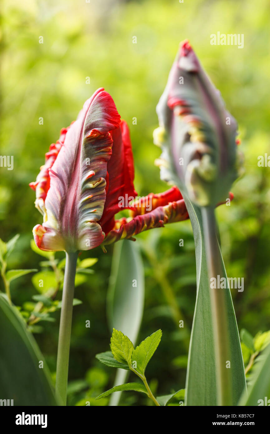 Tulips, herald of spring Stock Photo - Alamy