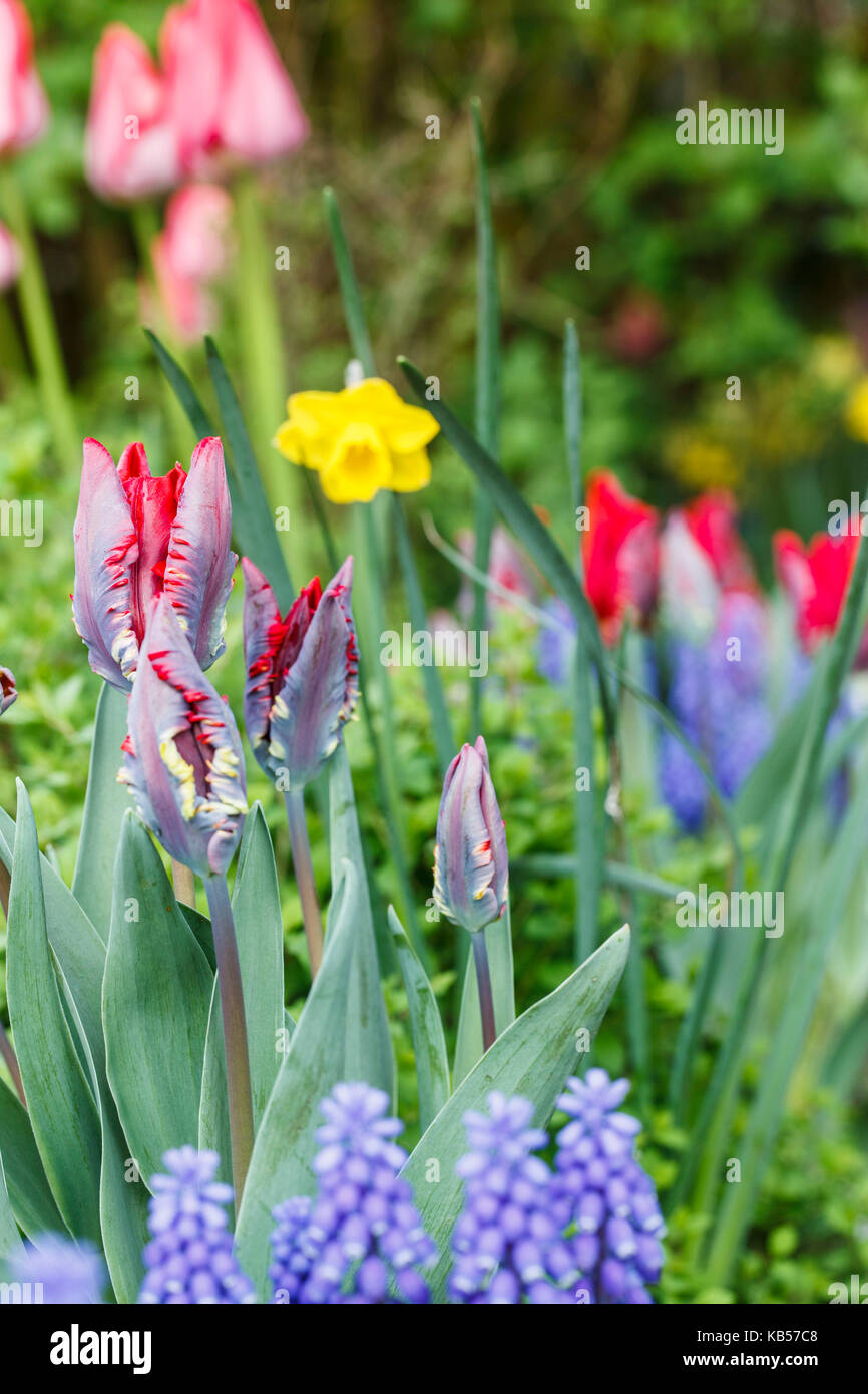 Tulips, herald of spring Stock Photo - Alamy