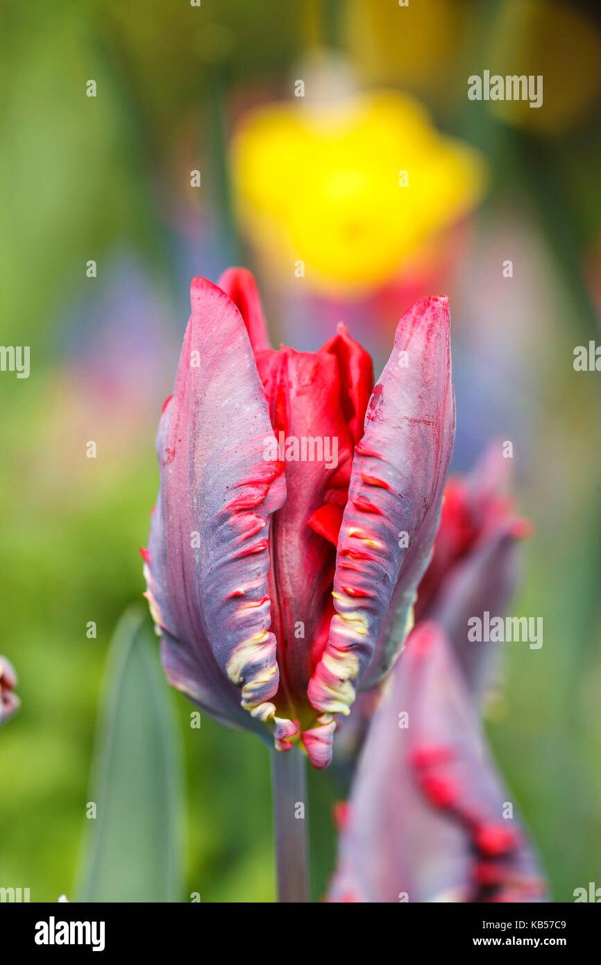 Tulips, herald of spring Stock Photo - Alamy