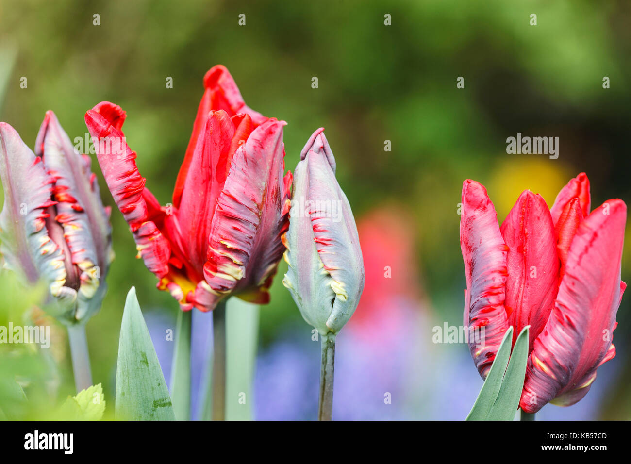 Tulips, herald of spring Stock Photo - Alamy
