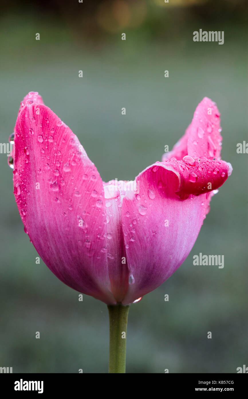 Tulips, herald of spring Stock Photo - Alamy