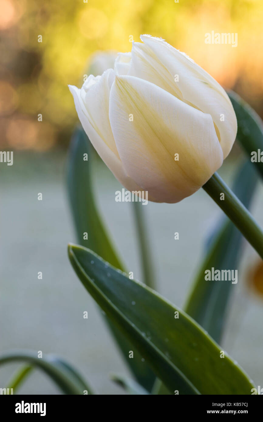 Spring Herald High Resolution Stock Photography and Images - Alamy